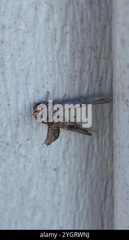 Dark Marathyssa Moth (Marathyssa inficita Stock Photo - Alamy