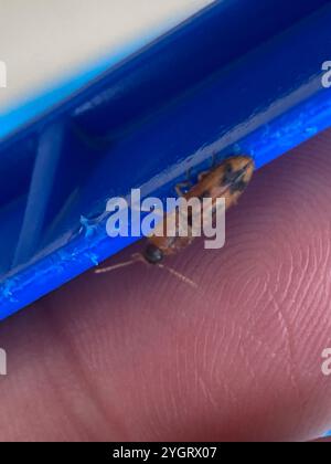 Sweet Click Beetle (Aeolus mellillus Stock Photo - Alamy
