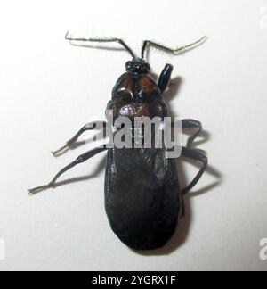 Millipede Assassin Bugs (Ectrichodiinae Stock Photo - Alamy
