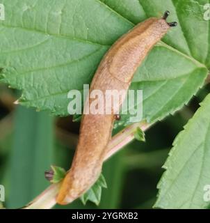 Northern Dusky Slug (Arion fuscus Stock Photo - Alamy