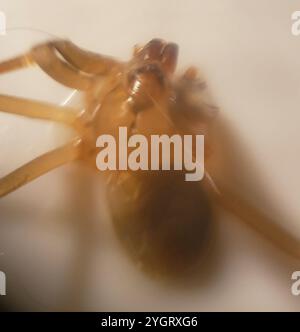 Brown Recluse (Loxosceles reclusa Stock Photo - Alamy