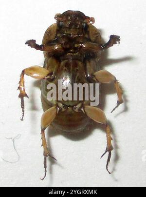 Northern Sandy Dung Beetle (Euoniticellus intermedius Stock Photo - Alamy