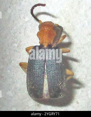 Bombardier Beetles (Brachinus Stock Photo - Alamy