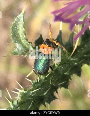 Two-Spotted Melyrid (Collops bipunctatus), Insecta, Earthship Way, Taos ...