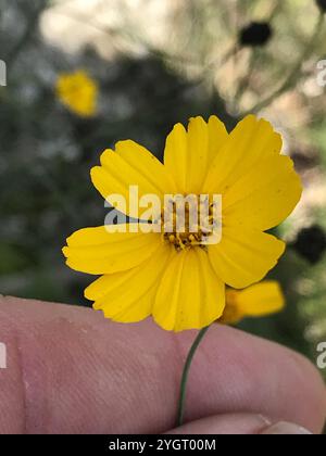 Slender Greenthread (Thelesperma simplicifolium Stock Photo - Alamy