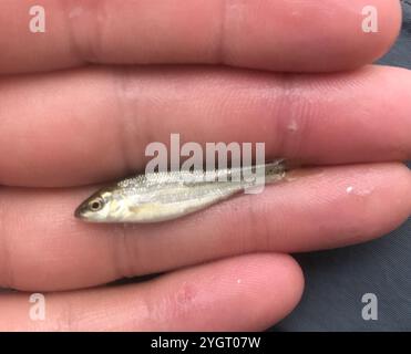 Central Stoneroller (Campostoma anomalum Stock Photo - Alamy
