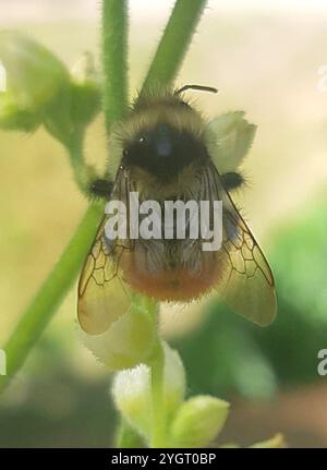 Great Basin Bumble Bee (Bombus centralis Stock Photo - Alamy