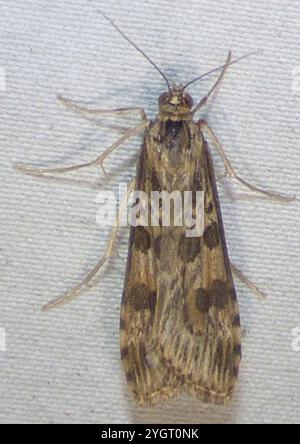 Lucerne Moth (Nomophila nearctica Stock Photo - Alamy