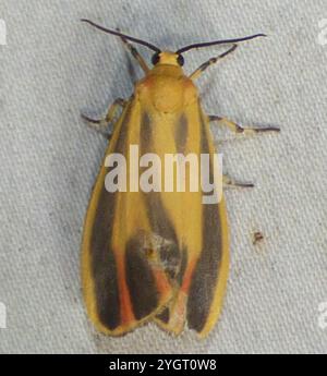 Painted Lichen Moth (Hypoprepia fucosa Stock Photo - Alamy