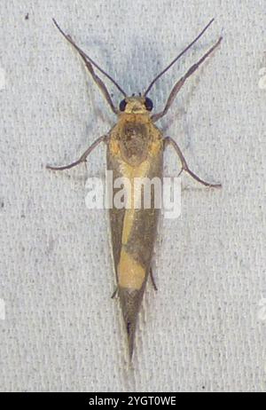 Lead-colored Lichen Moth (Cisthene plumbea Stock Photo - Alamy