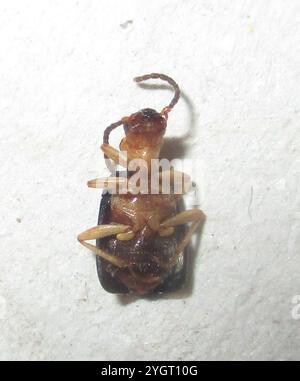 Bombardier Beetles (Brachinus Stock Photo - Alamy