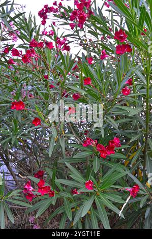 Common oleander (Nerium oleander) is a shrub widespread in the ...