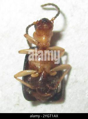 Bombardier Beetles (Brachinus Stock Photo - Alamy