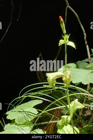 Round-leaf Catchfly (Silene rotundifolia) Plantae Stock Photo - Alamy