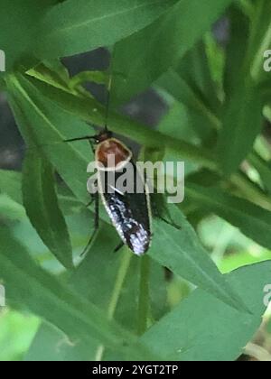 Pale-bordered Field Cockroach (Pseudomops septentrionalis Stock Photo ...