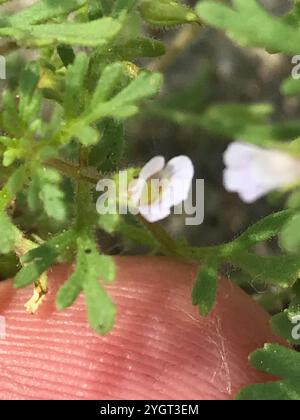 Obi-Wan conobea (Leucospora multifida) Plantae Stock Photo - Alamy