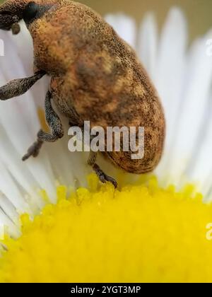 Blunt Knapweed Flower Weevil (Larinus obtusus Stock Photo - Alamy