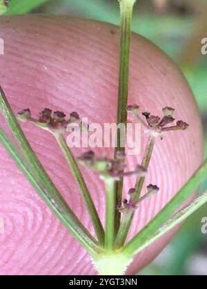 purple meadow-parsnip (Thaspium trifoliatum trifoliatum) Plantae Stock ...