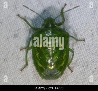 Juniper Stink Bug (Banasa euchlora Stock Photo - Alamy