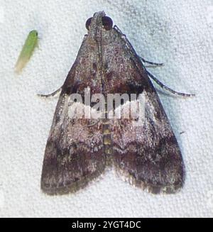 Pine Webworm Moth (Pococera robustella Stock Photo - Alamy