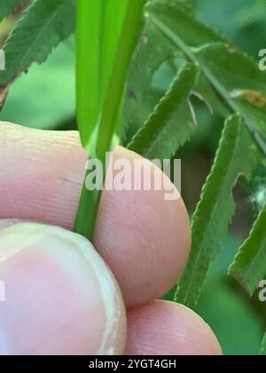Alaska Oniongrass (Melica subulata Stock Photo - Alamy