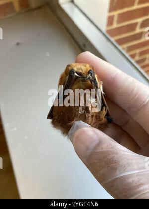 Eastern Red Bat (Lasiurus borealis Stock Photo - Alamy
