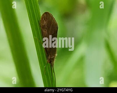 Medium Sedge (Goera pilosa Stock Photo - Alamy