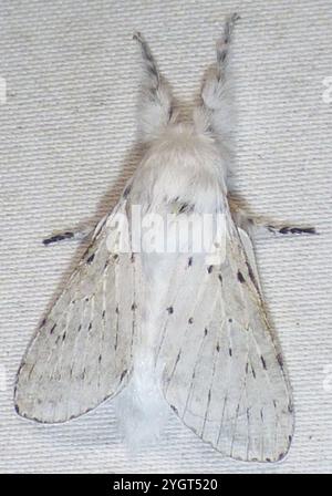 Dot-lined White (Artace cribrarius Stock Photo - Alamy