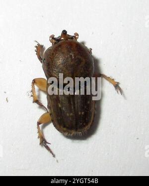 Northern Sandy Dung Beetle (Euoniticellus intermedius Stock Photo - Alamy