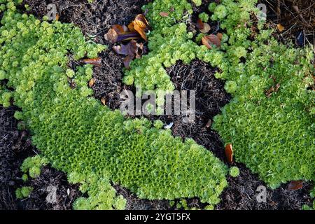 minimalist image of irish saxifrage (saxifraga rosacea) plant during ...