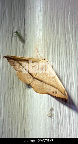 Juniper Geometer Moth (Patalene olyzonaria) Insecta Stock Photo - Alamy