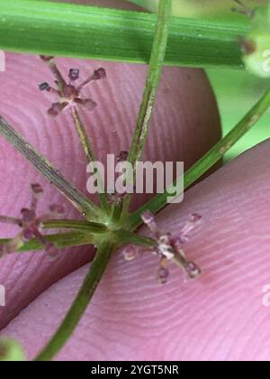 purple meadow-parsnip (Thaspium trifoliatum trifoliatum Stock Photo - Alamy