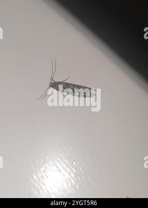 Cork Moth (Nemapogon cloacella Stock Photo - Alamy