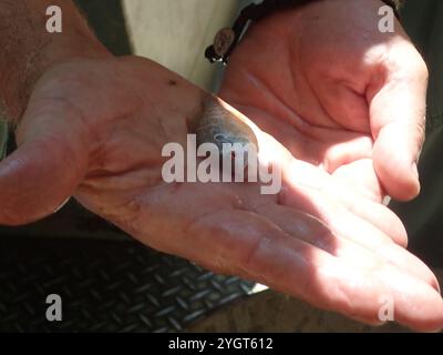 Orangespotted Sunfish (Lepomis humilis Stock Photo - Alamy