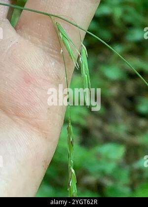 Alaska Oniongrass (Melica subulata Stock Photo - Alamy