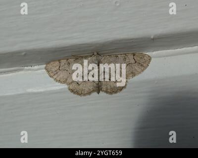 Bent-line Gray (Iridopsis larvaria Stock Photo - Alamy