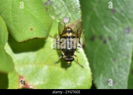 Western Wood Fly (Blera scitula Stock Photo - Alamy