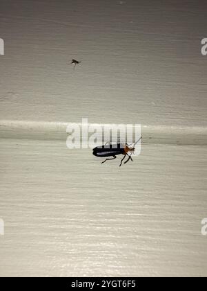 Fan-shaped Fire-colored Beetle (Neopyrochroa flabellata Stock Photo - Alamy