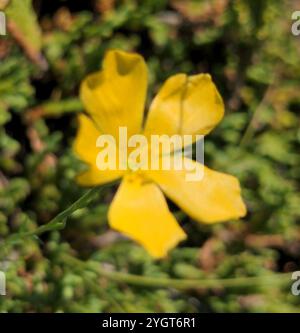 Yellow Flax (Linum rigidum Stock Photo - Alamy