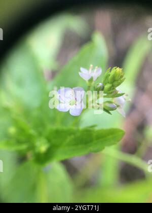 American brooklime (Veronica americana Stock Photo - Alamy