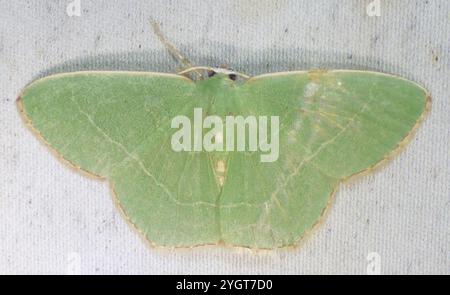 Red-fringed Emerald (Nemoria bistriaria) Moth resting with wings spread ...