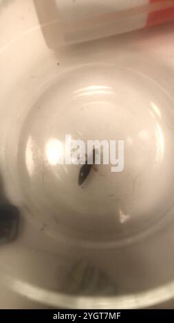 Ring-legged Earwig (Euborellia annulipes), Insecta, Santa Clara ...