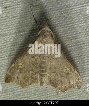 Pygmy Redectis Moth (Redectis pygmaea Stock Photo - Alamy