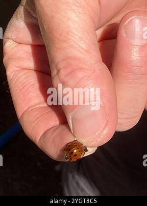 Flying Saucer Lady Beetle (Anatis rathvoni Stock Photo - Alamy