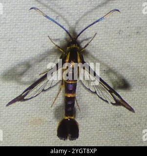 Ironweed Clearwing Moth (Carmenta bassiformis Stock Photo - Alamy
