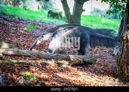 Edinburgh, UK. Thu 10 October 2024. Giant anteater on display at ...