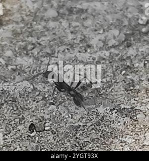 Aphaenogaster sardoa, Collared Ants Stock Photo - Alamy