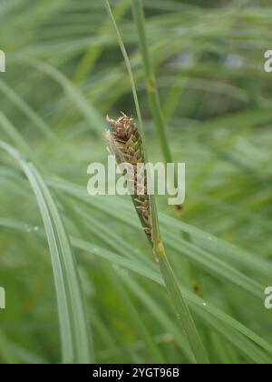 Emory's sedge (Carex emoryi Stock Photo - Alamy