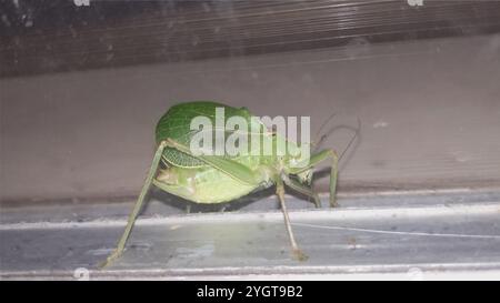 Central Texas Leaf-Katydid (Paracyrtophyllus robustus Stock Photo - Alamy