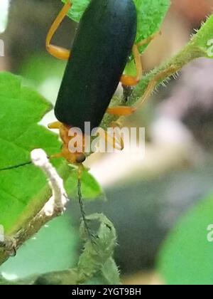 Fan-shaped Fire-colored Beetle (Neopyrochroa flabellata Stock Photo - Alamy